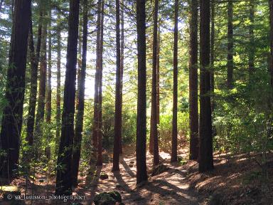 Forests - Bush | Eastern Screen Alliance