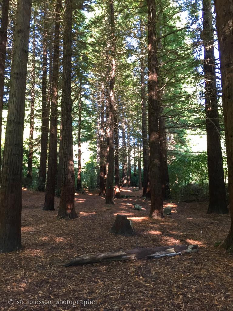 Forests - Bush | Eastern Screen Alliance